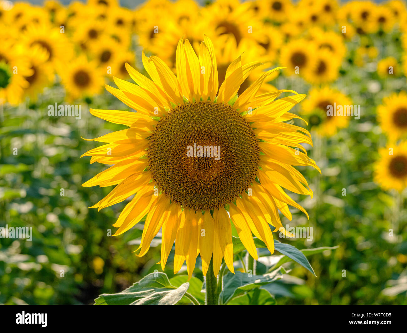 Blooming sunflowers in the backlight. A cheerful symbol of a warm sunny ...