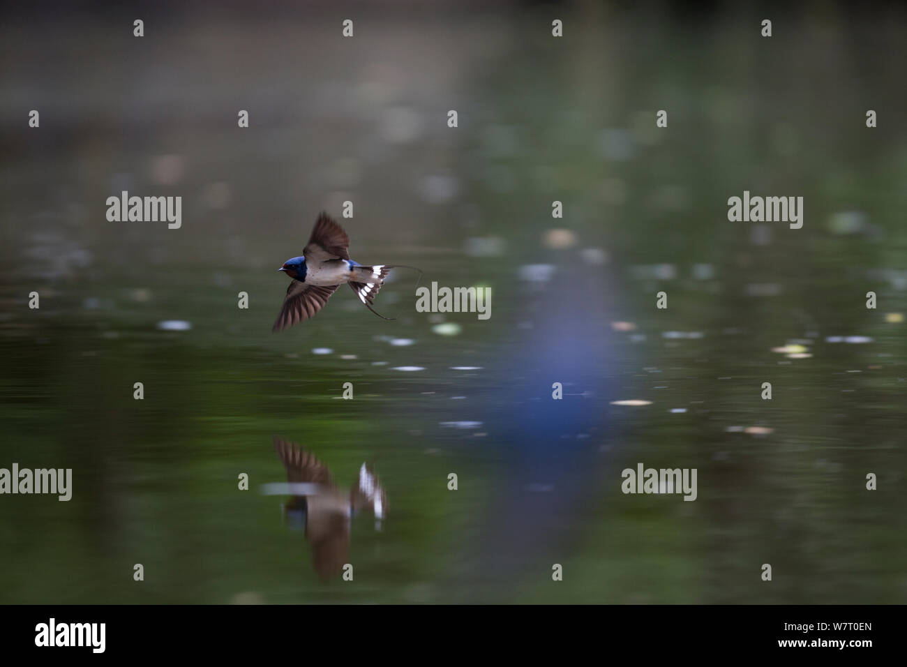 Barn swallow (Hirundo rustica) hunting above water. Bohmte, Germany ...