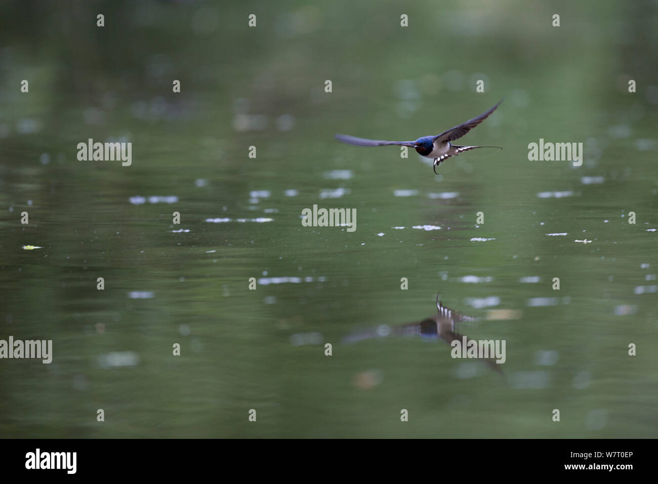 Barn swallow (Hirundo rustica) hunting above water. Bohmte, Germany ...