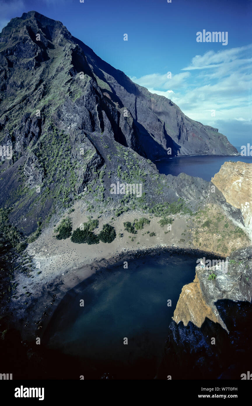 Blue-footed Booby (Sula nebouxii) overlooking volcanic coast. Punta ...