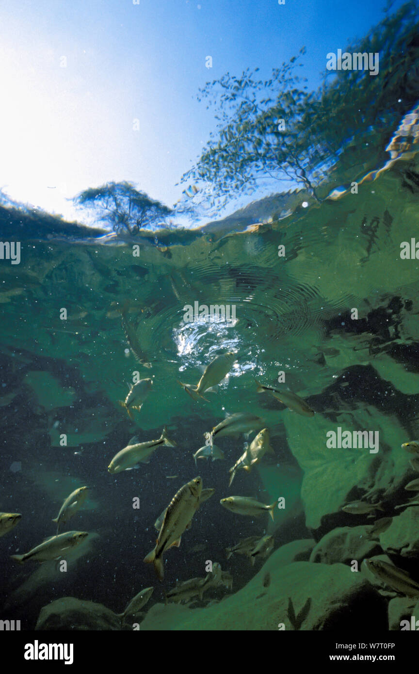 Freshwater fish in spring-fed stream in northern dry forest, Chaparri ...