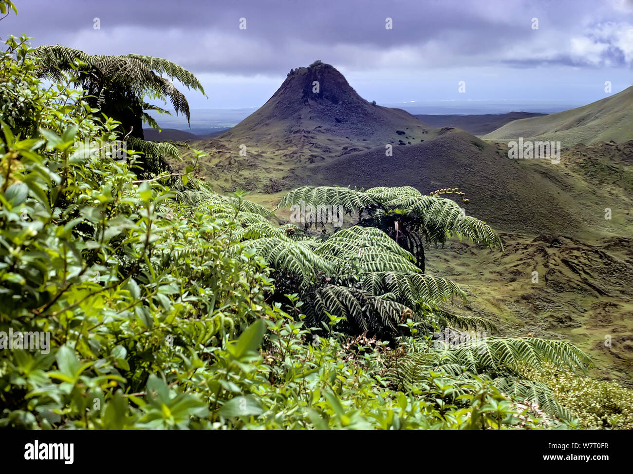 Santa Cruz Island highlands with Puntudo spatter cone and lush ...
