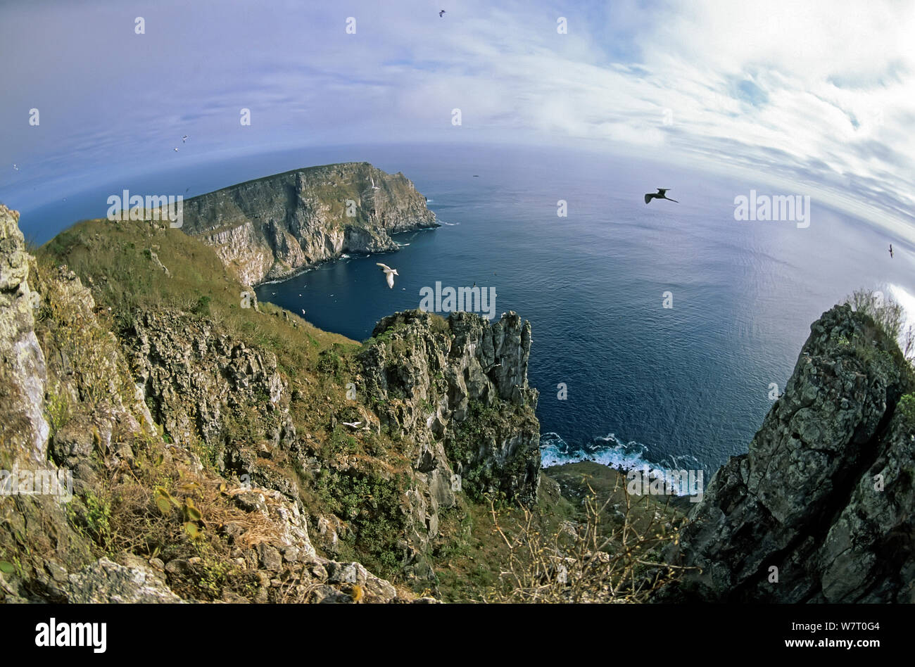 Greater frigatebirds hi-res stock photography and images - Alamy