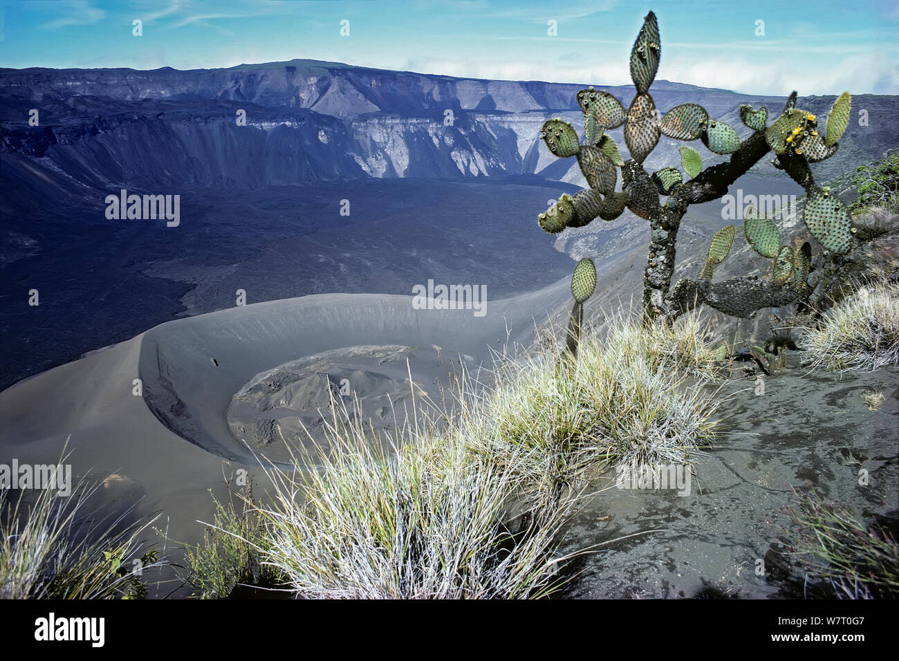 Volcanic Caldera with Opuntia cactus, Cerro Azul, Isabela Island ...