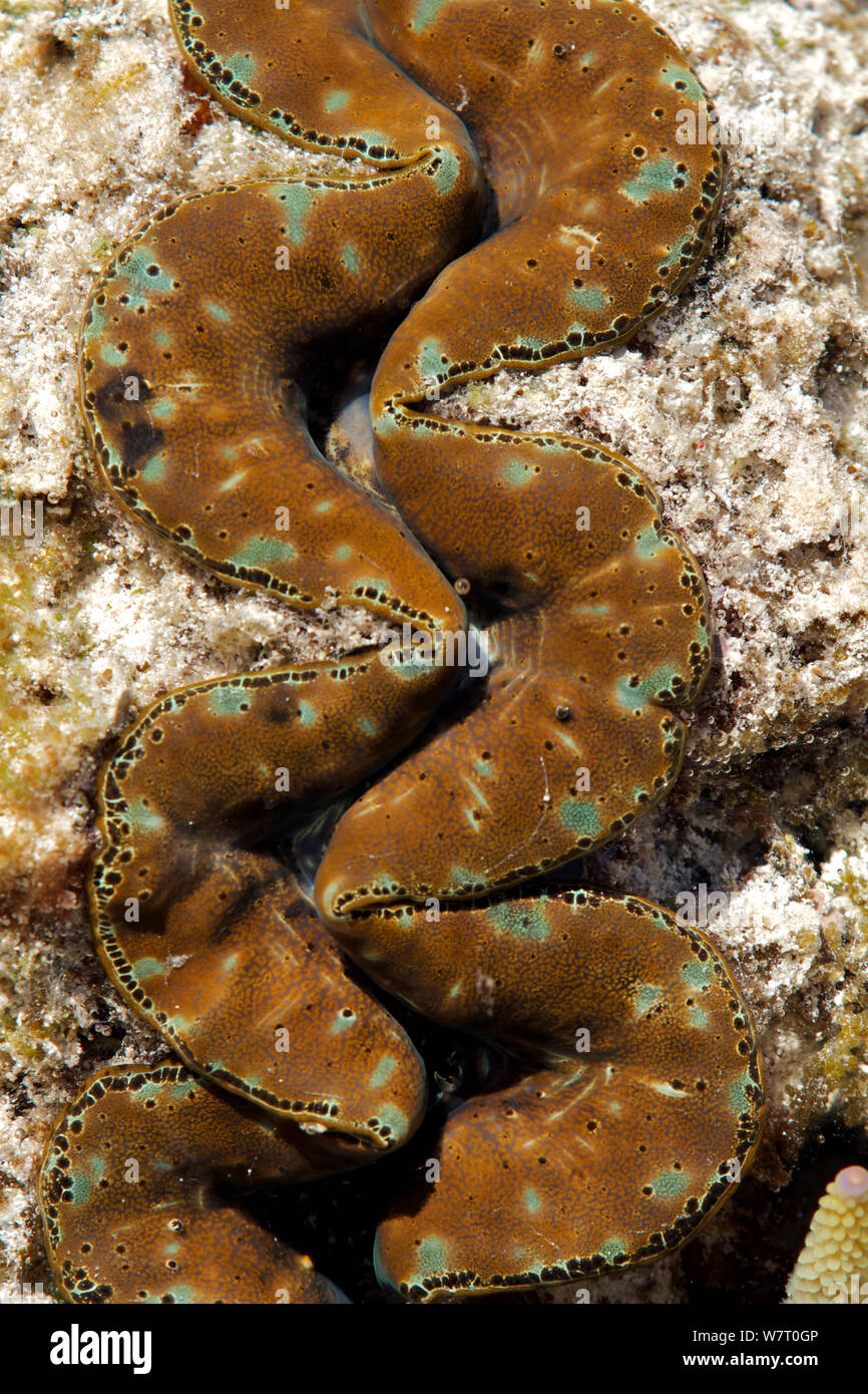 Giant clam (Tridacna maxima) in rockpool on Heron Island, southern ...