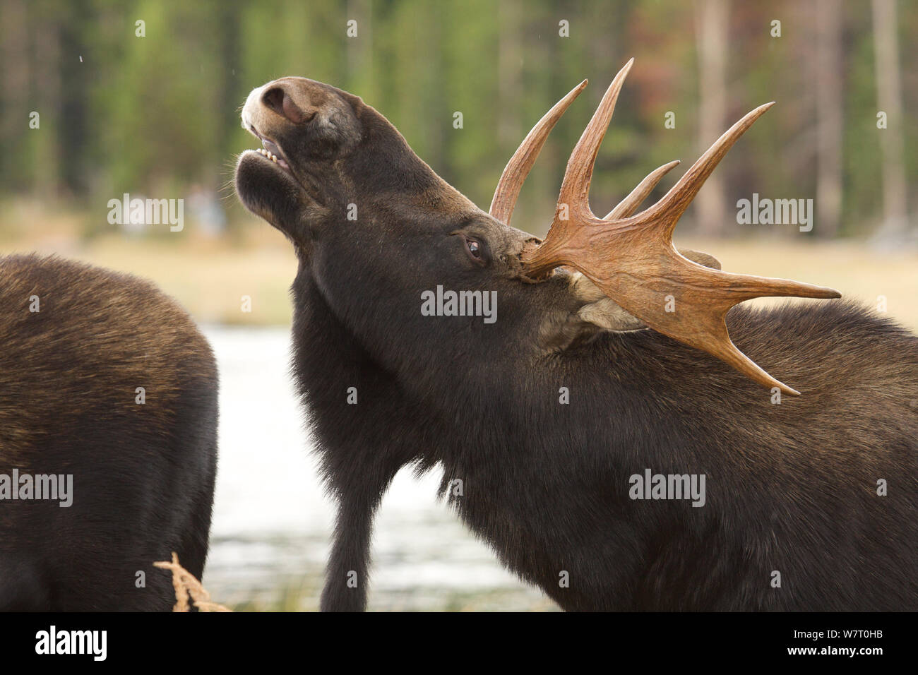 Male and female moose hi-res stock photography and images - Alamy