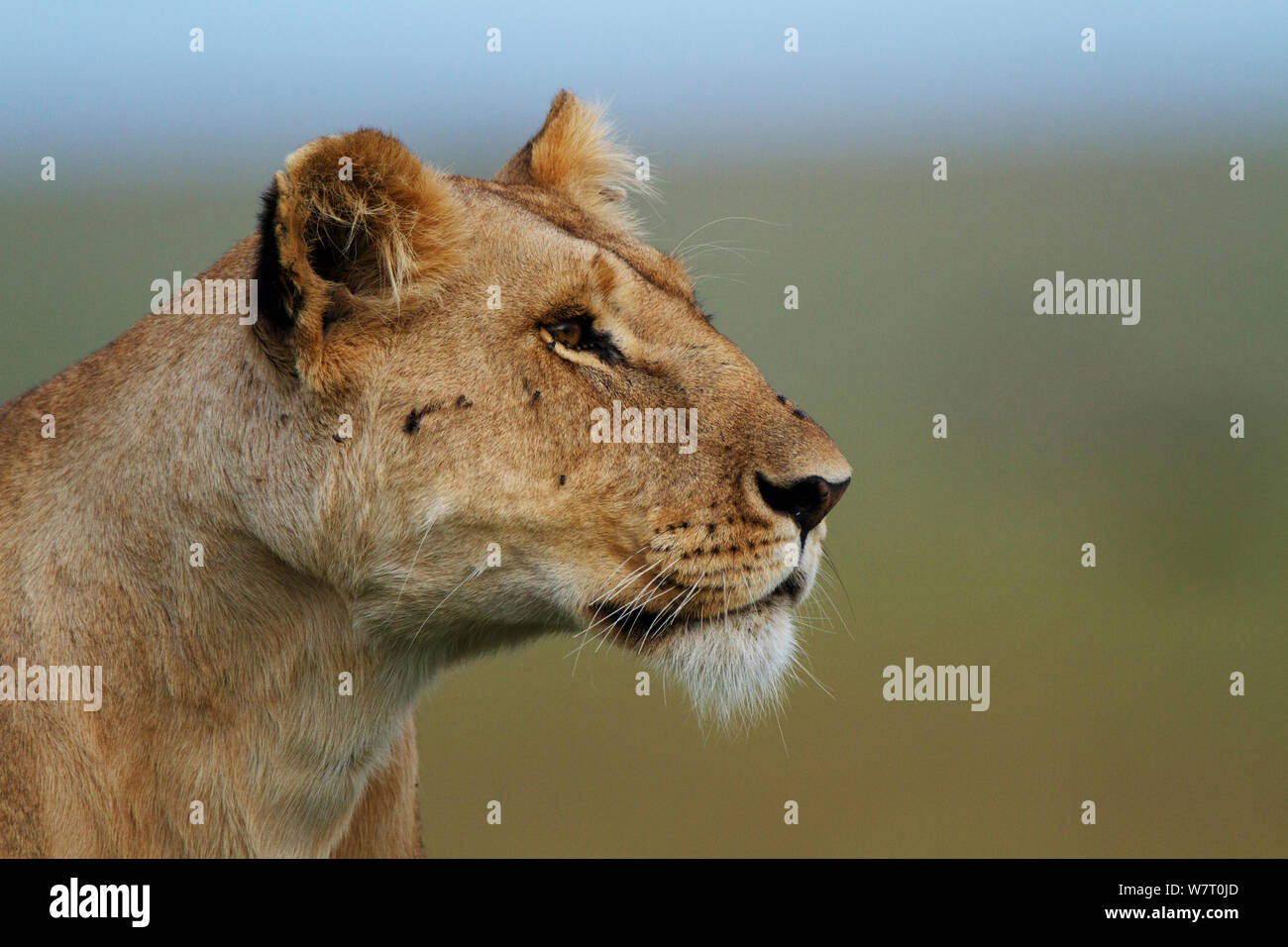 Marsh pride hi-res stock photography and images - Alamy