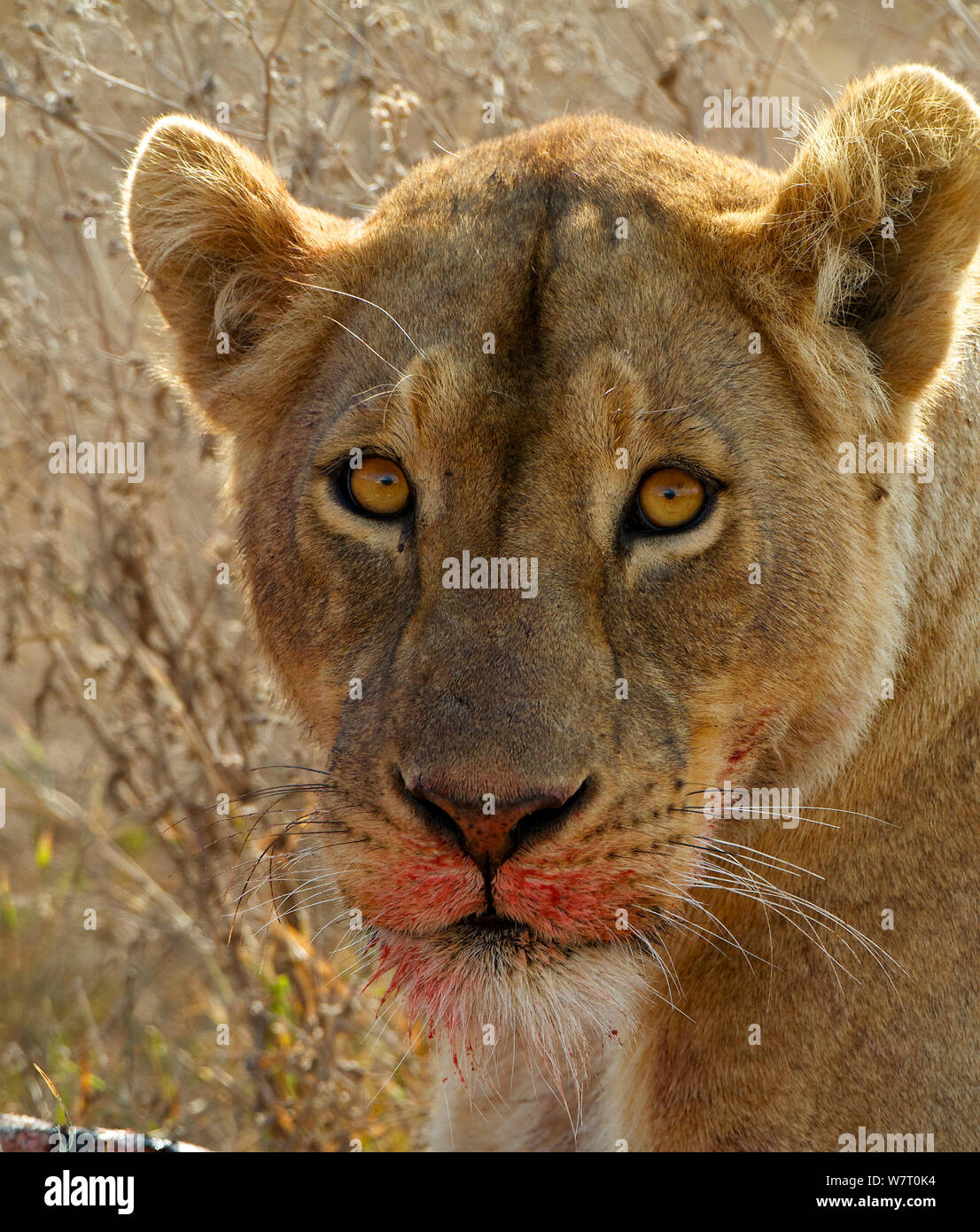Lionness hi-res stock photography and images - Alamy