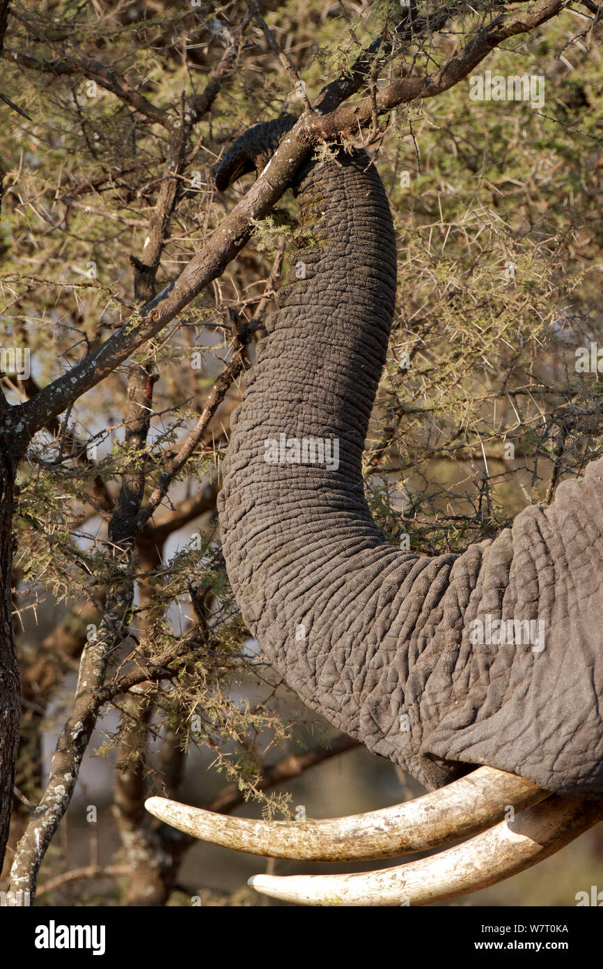 Elephant pushing tree hi-res stock photography and images - Alamy