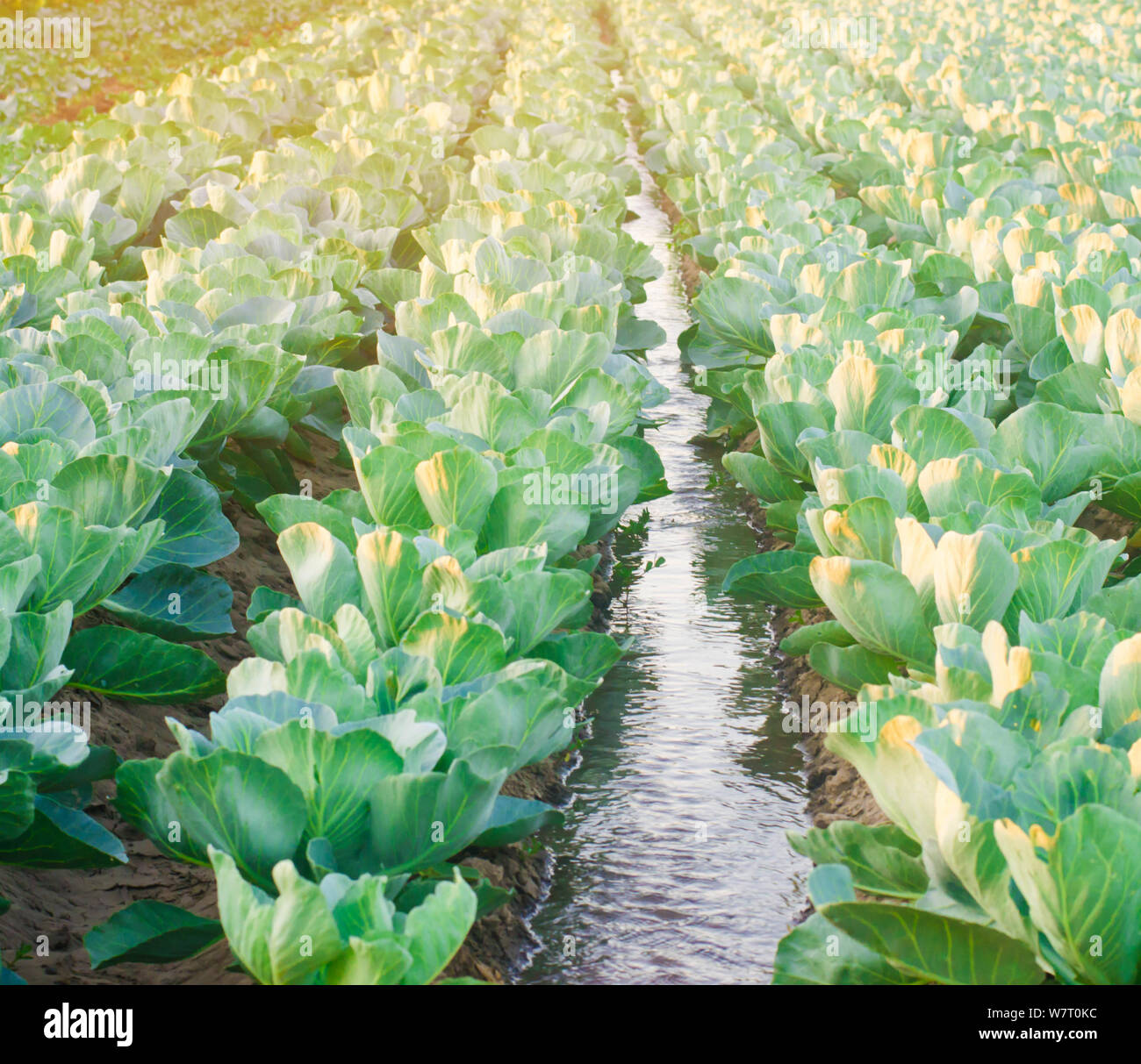 Natural watering of agricultural crops, irrigation. cabbage plantations ...