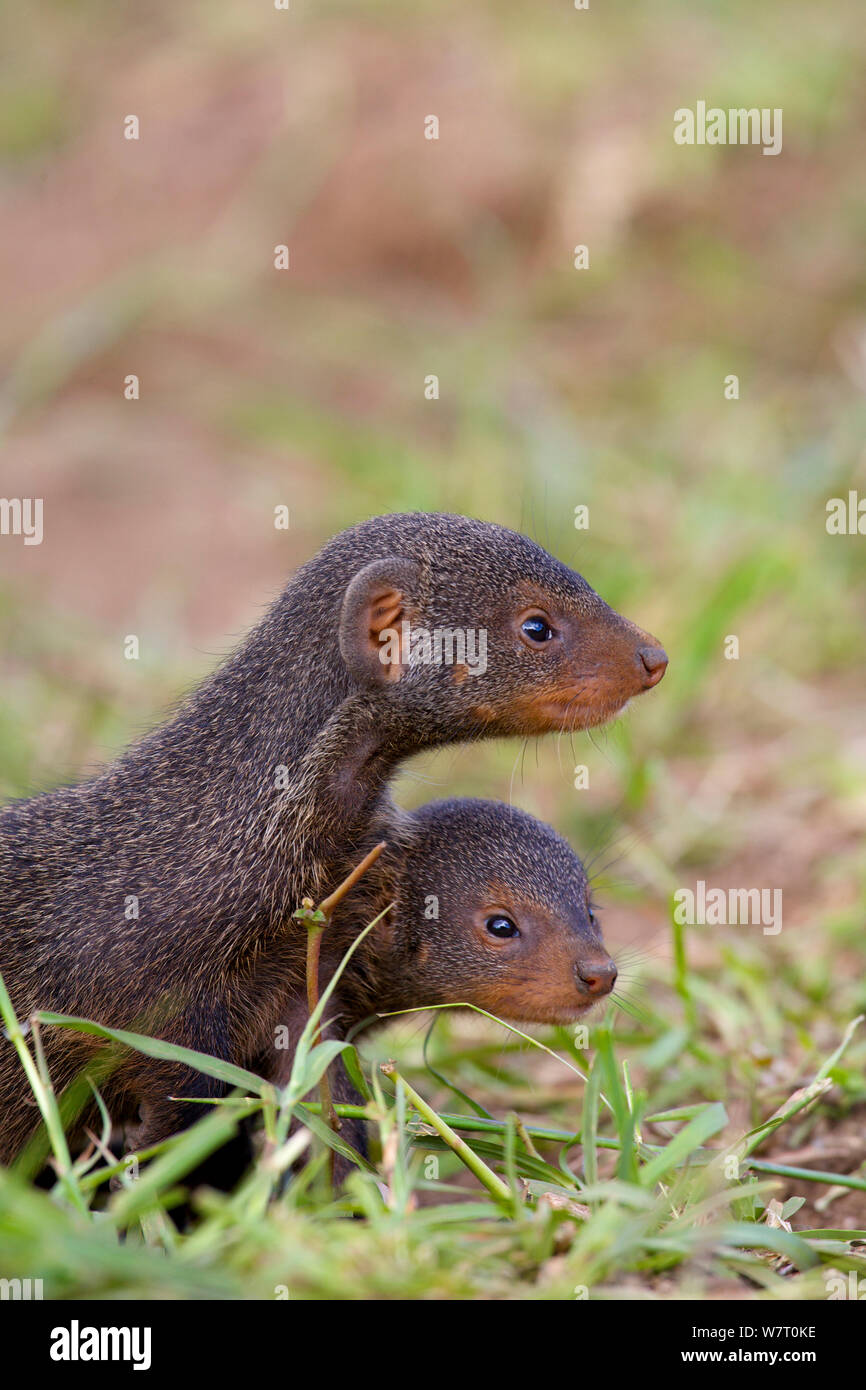 Banded mongoose family hi-res stock photography and images - Alamy