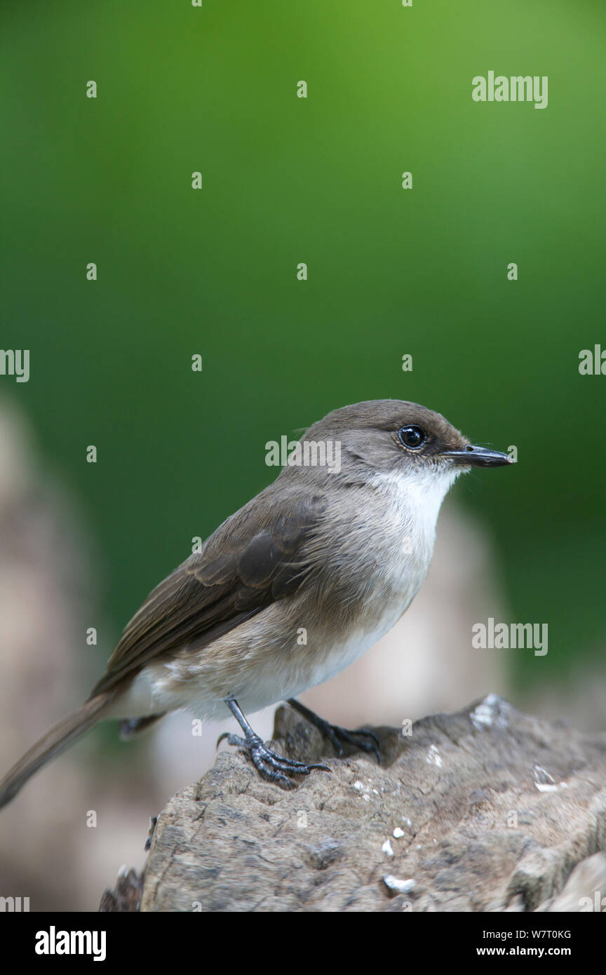 Swamp Flycatcher (Muscicapa aquatica) Queen Elizabeth National Park ...