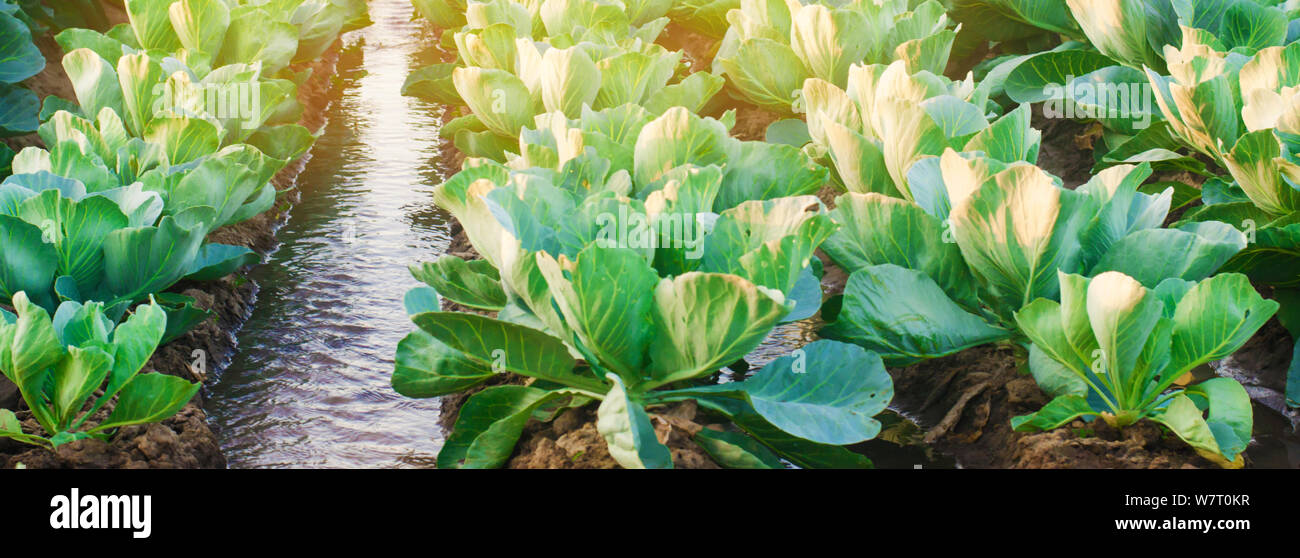 Natural watering of agricultural crops, irrigation. cabbage plantations ...