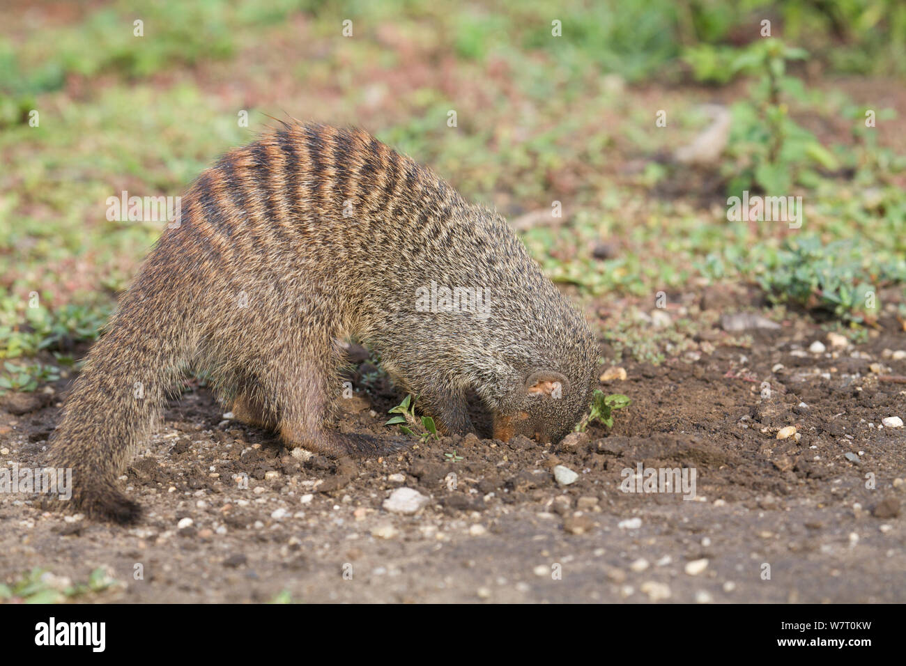 Banded mongoose (Mungos mungo) digging for dung beetles, Queen ...