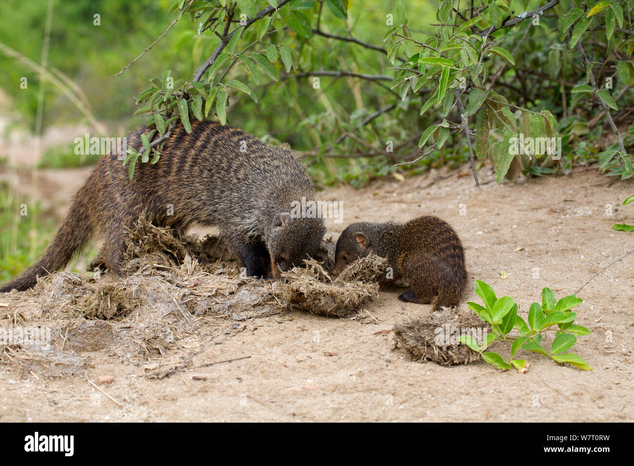 Teaching about wildlife hi-res stock photography and images - Alamy