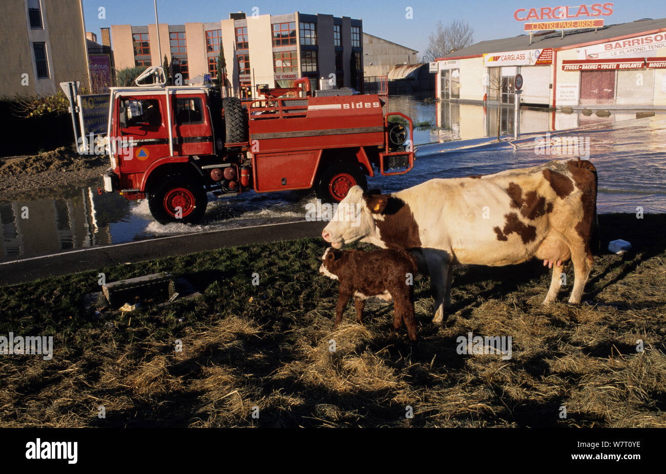 Cow on roundabout in Arles during December 2003 flood, Camargue, France ...