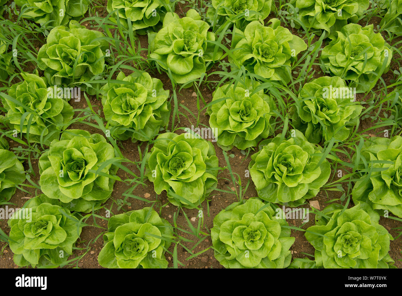 Lettuces with weeds in an organic farm, Cidamos Garden, Alpilles ...