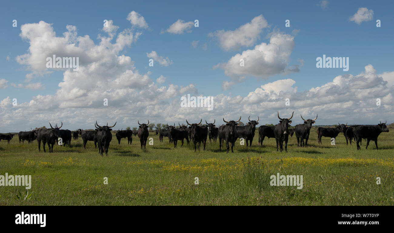 Cow farm camargue hi-res stock photography and images - Alamy