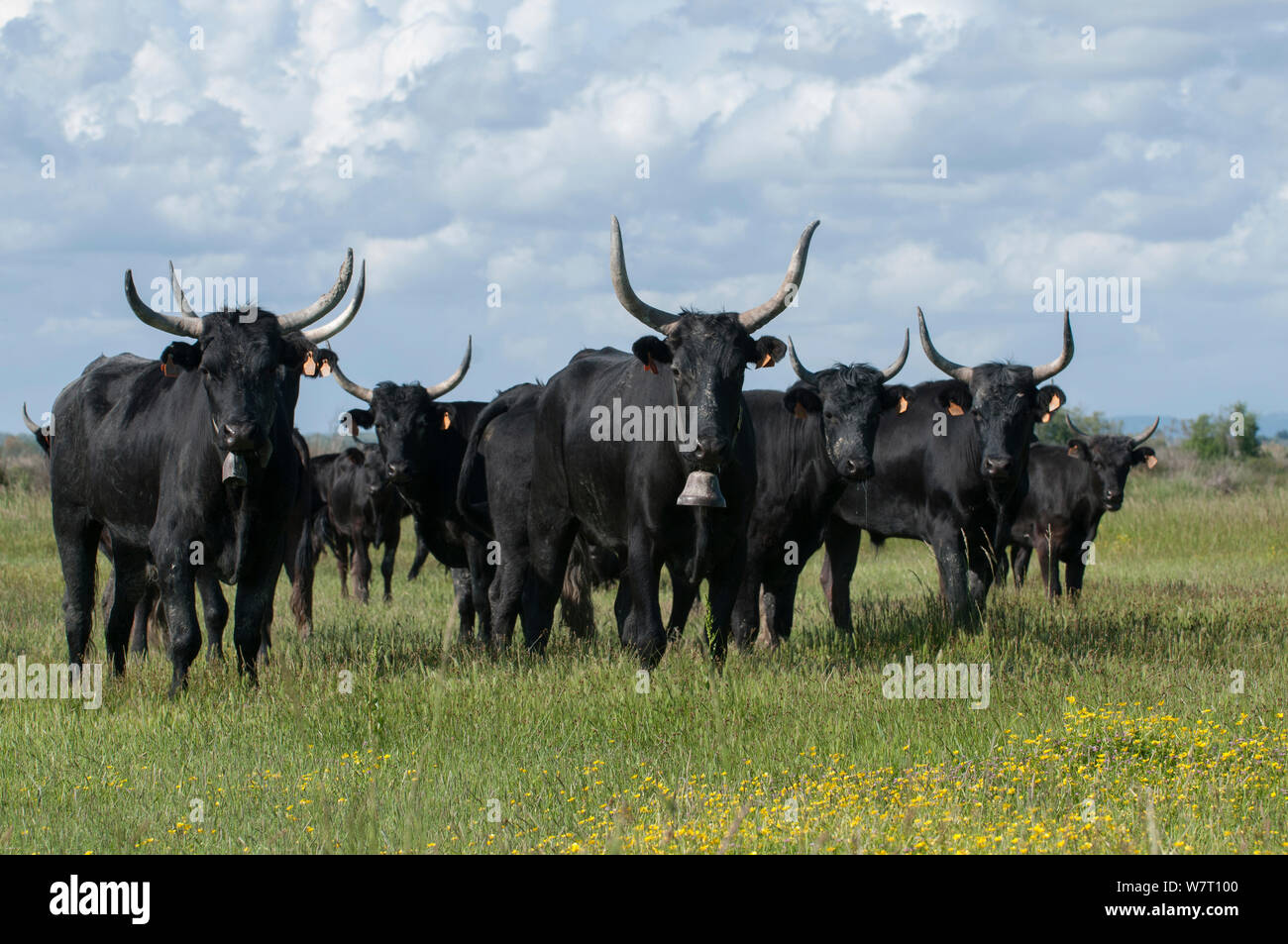 Camargue Cows High Resolution Stock Photography and Images - Alamy