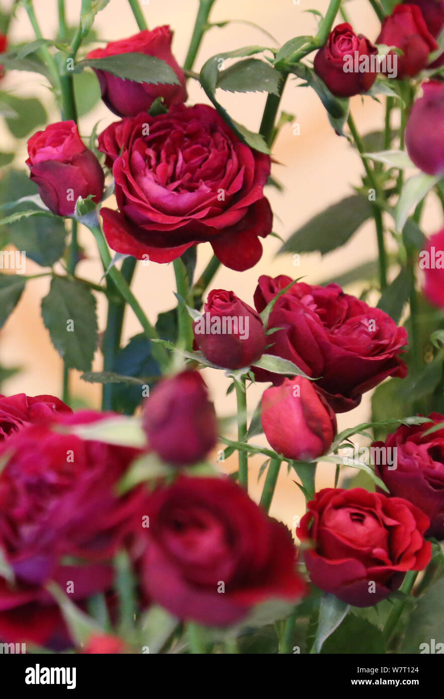 A pot of roses named after Myanmar State Counselor Daw Aung San Suu Kyi ...
