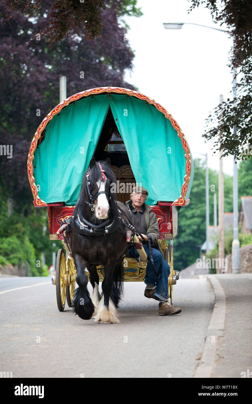 Shire horse pulling a bow top wagon, Appleby, Yorkshire, UK Stock Photo ...