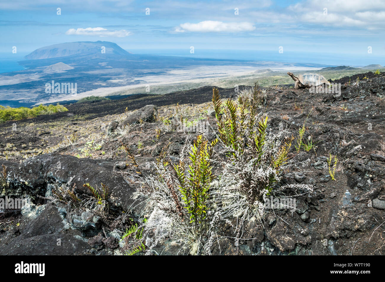Volcan wolf tortoise hi-res stock photography and images - Alamy