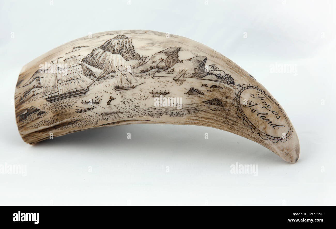 Whale tooth scrimshaw etched with whaling ships hunting and a volcano ...