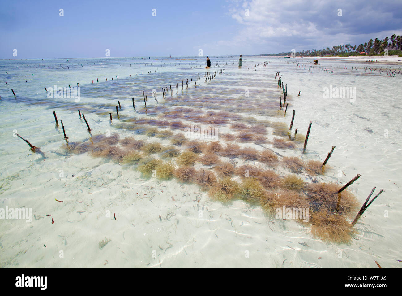 Eucheuma spinosum hi-res stock photography and images - Alamy