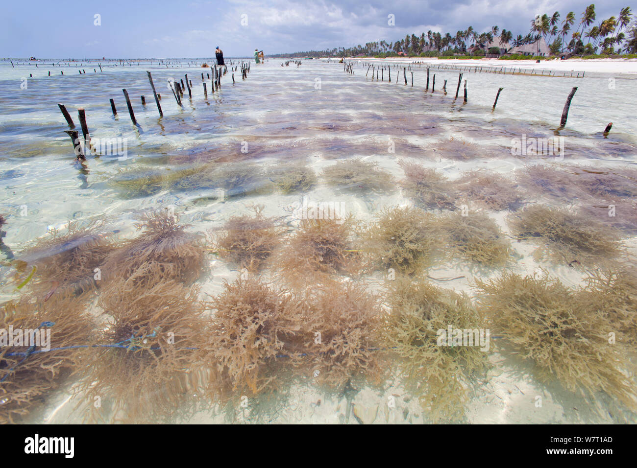 Eucheuma spinosum hi-res stock photography and images - Alamy