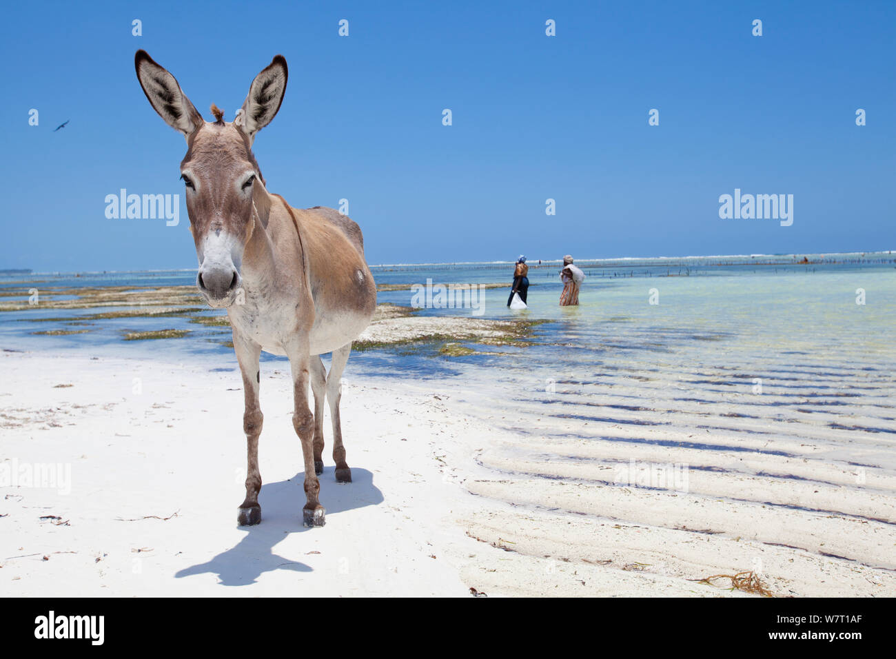 Donkey on a beach with two seaweed farmers walking by, Matemwe ...