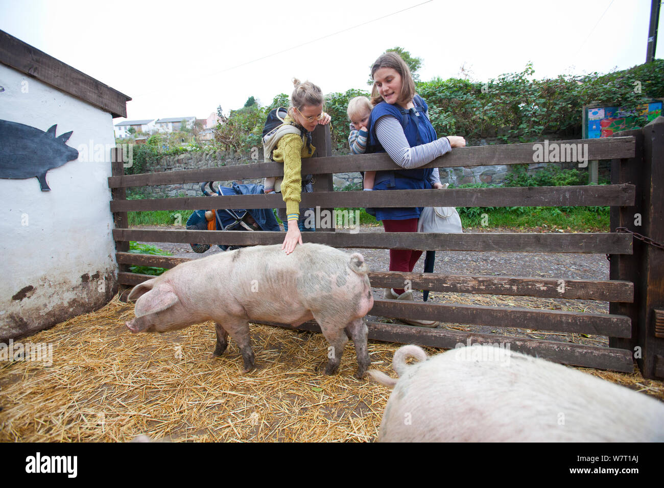 Family stroke Pigs (Sus scrofa) at St Werburghs City Farm, Bristol, UK ...