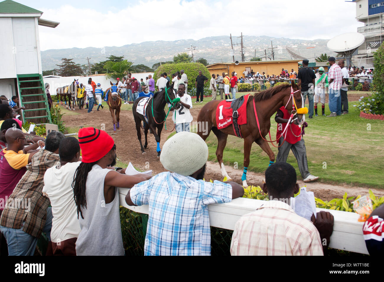 Punters inspecting horses' form in the paddock area before a race at ...