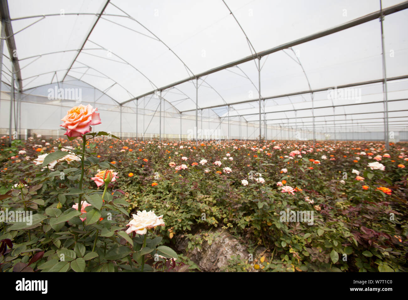 Roses growing in polytunnel on commercial flower farm, Arusha, Tanzania ...