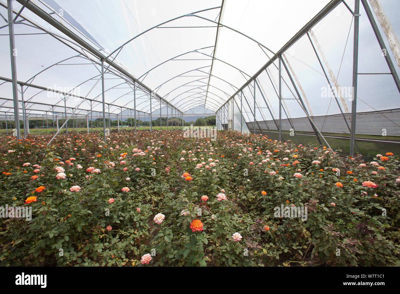 Roses growing in polytunnel on commercial flower farm, Arusha, Tanzania ...