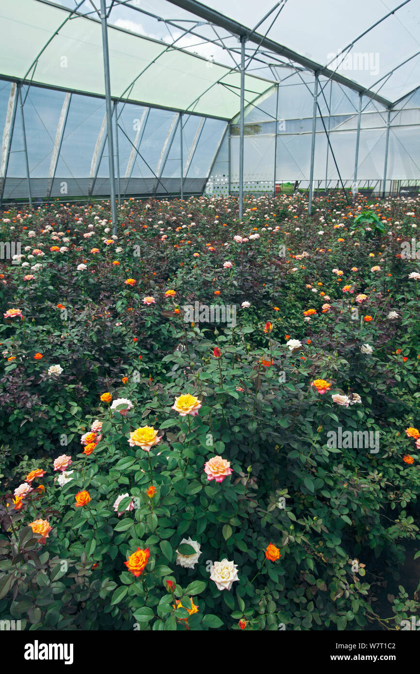 Roses growing in polytunnel on commercial flower farm, Arusha, Tanzania ...