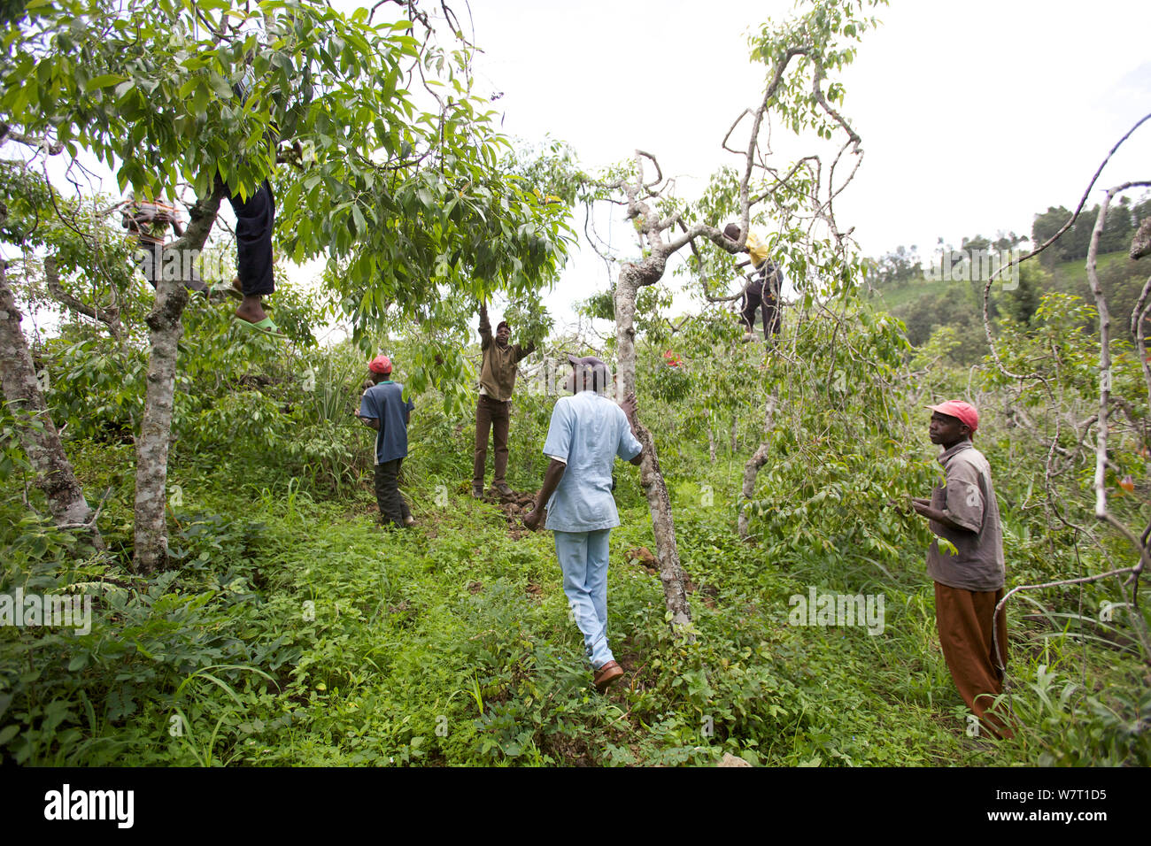 Men harvesting Khat trees (Catha edulis) in an orchard, Maua, Meru ...