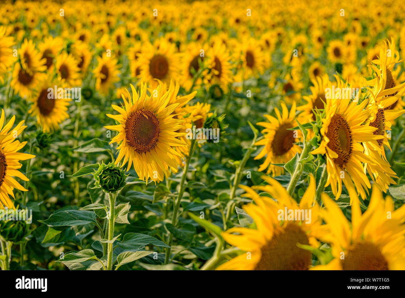 Blooming sunflowers in the backlight. A cheerful symbol of a warm sunny ...