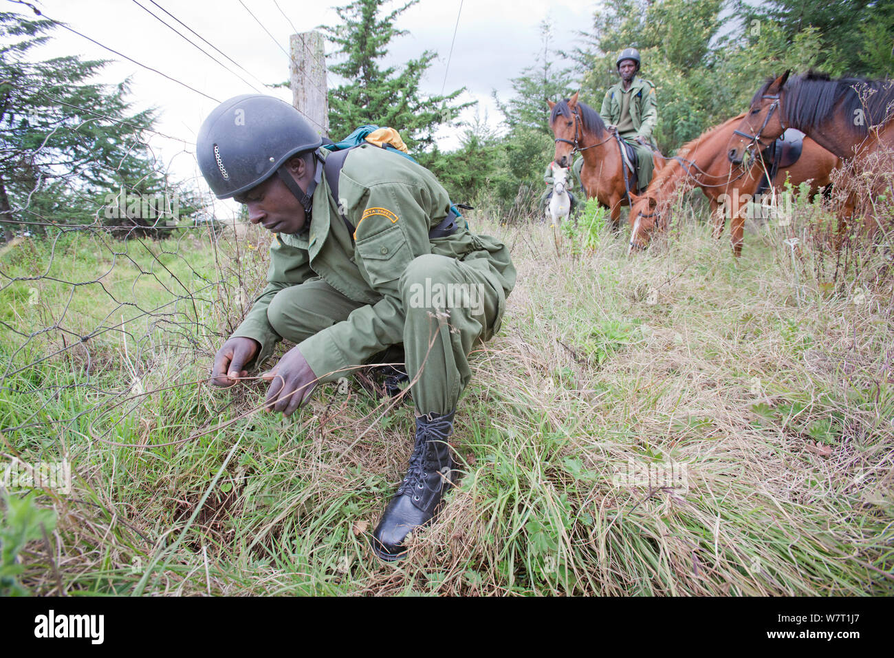 Wildlife poaching patrol unit on horseback remove a snare placed on the ...