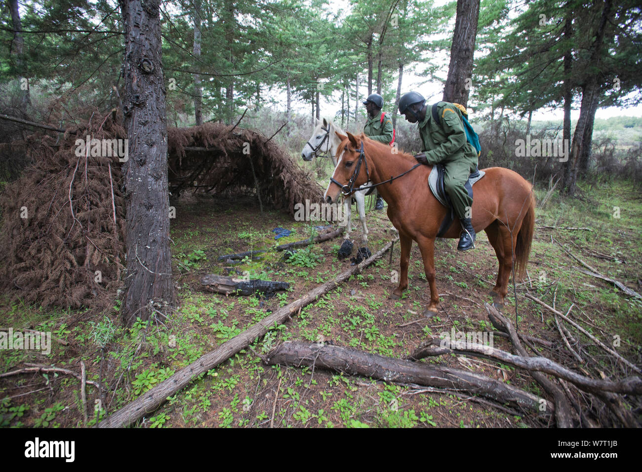 Wildlife poaching patrol unit on horseback investigate a poacher's den ...