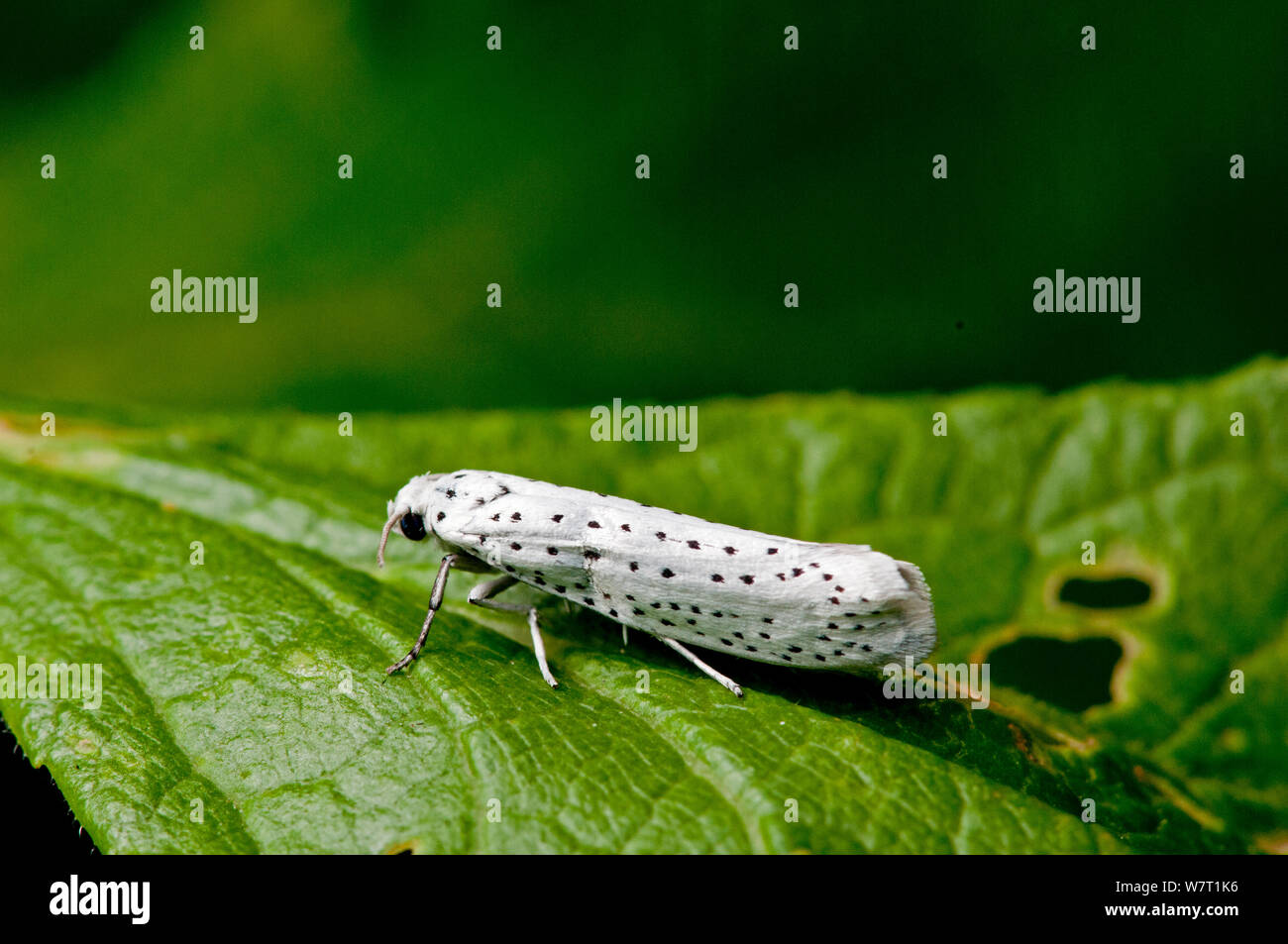 Bird Cherry Ermine Moth (Yponomeuta evonymella) on leaf, Surrey ...