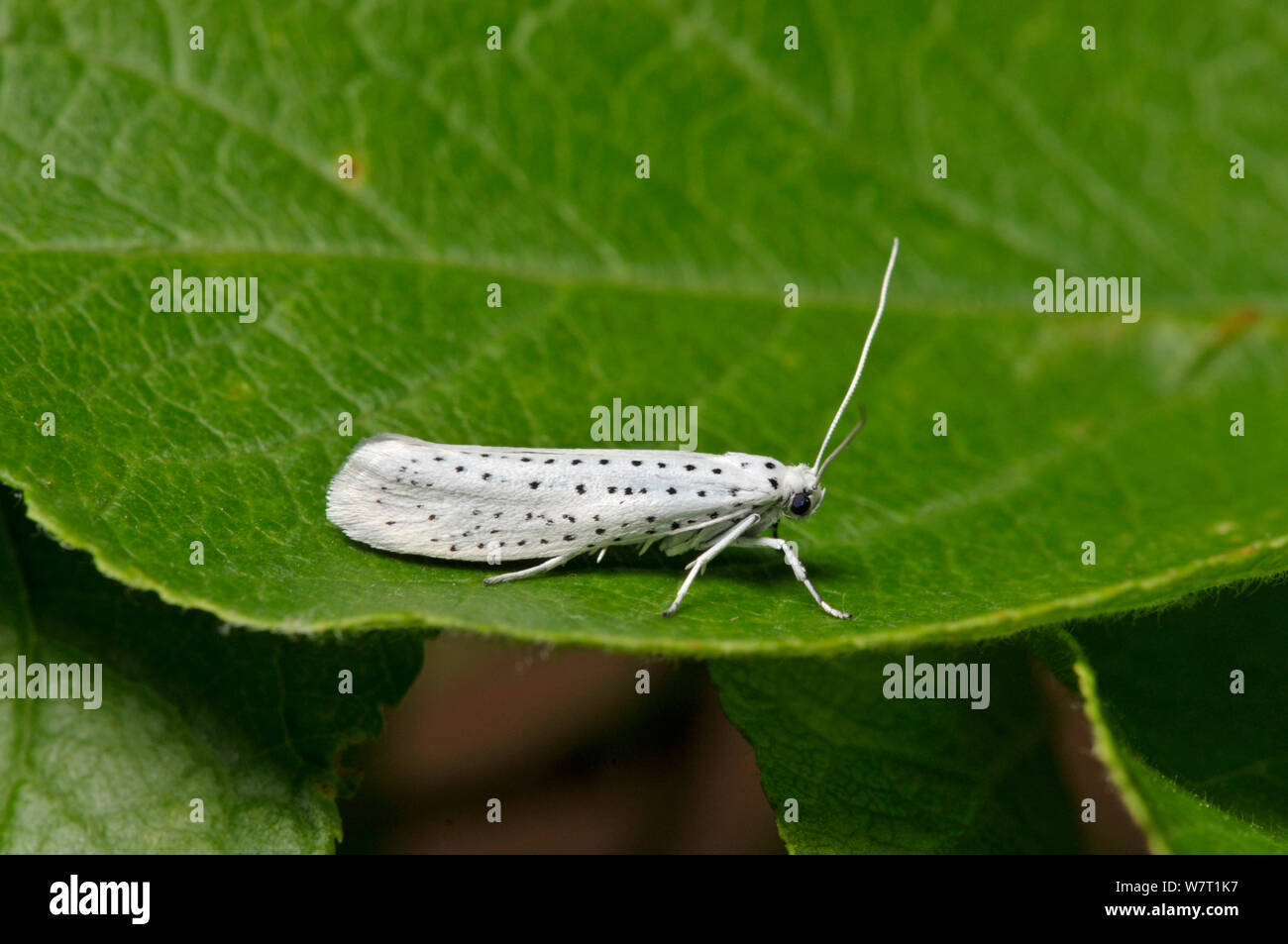 Bird cherry ermine hi-res stock photography and images - Alamy