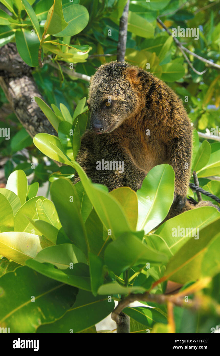 Sulawesi bear cuscus (Ailurops ursinus) Sulawesi, Indonesia. Vulnerable ...