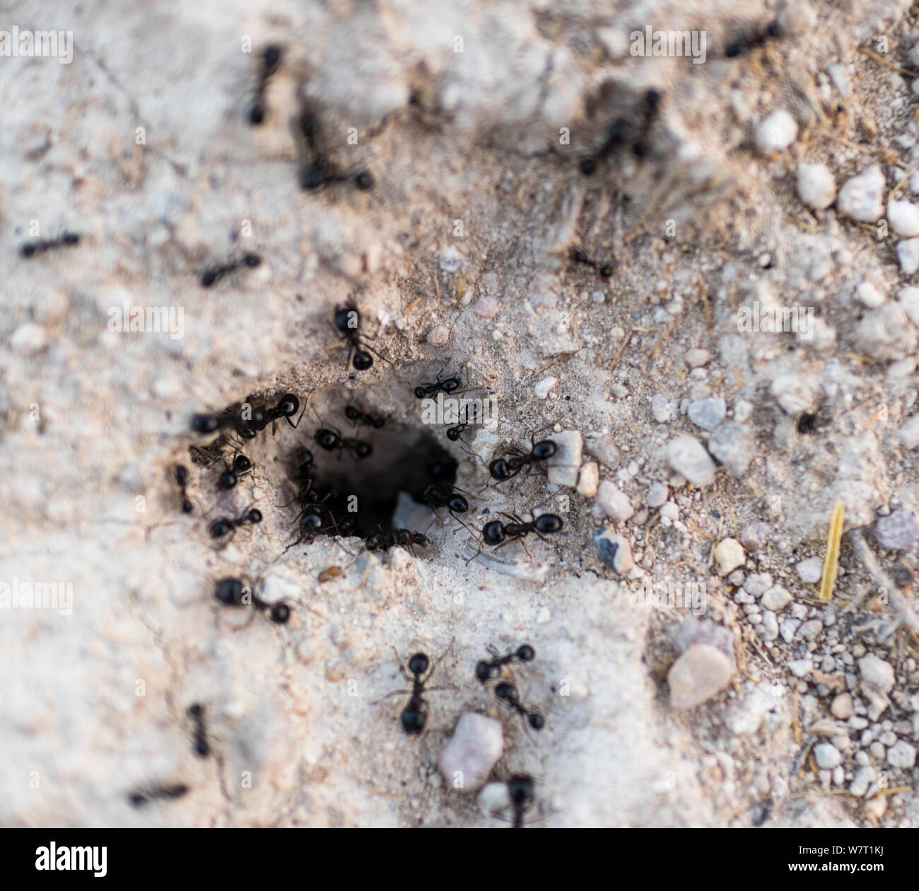Ant colony nests hi-res stock photography and images - Alamy
