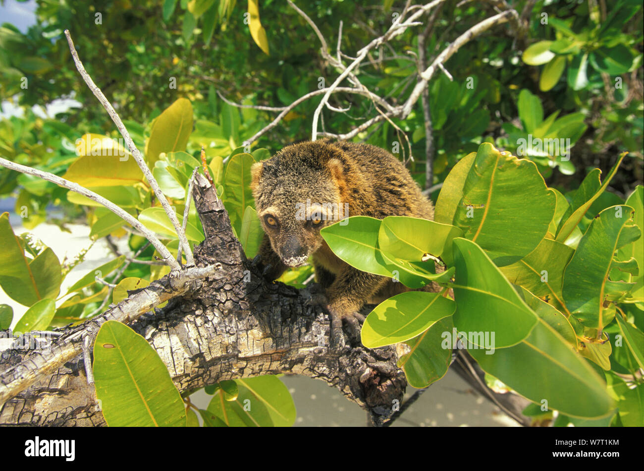 Sulawesi bear cuscus (Ailurops ursinus) Sulawesi, Indonesia. Vulnerable ...