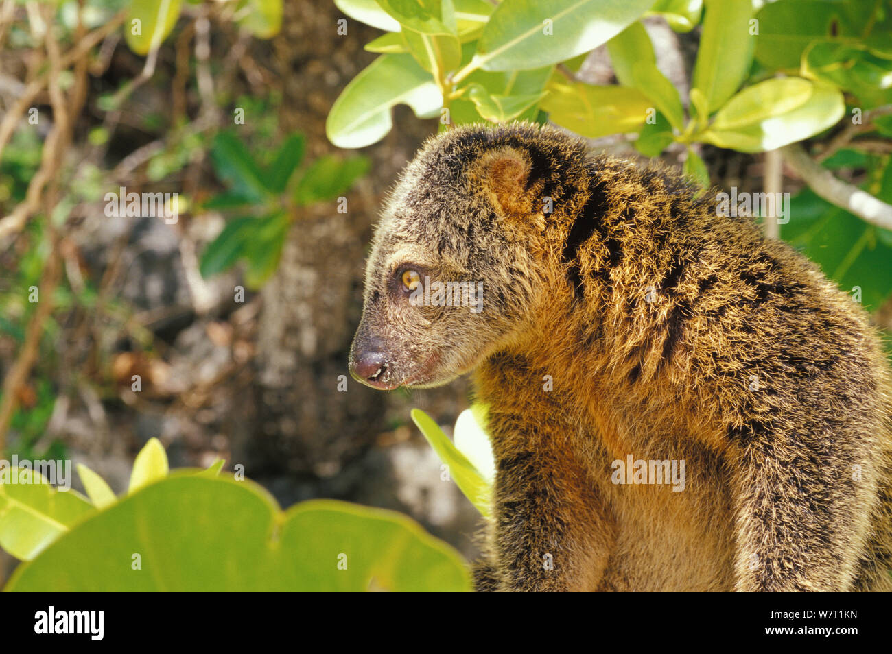 Sulawesi bear cuscus (Ailurops ursinus) Sulawesi, Indonesia. Vulnerable ...