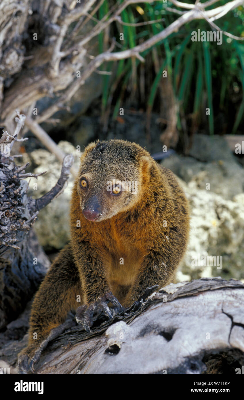 Sulawesi bear cuscus (Ailurops ursinus) Sulawesi, Indonesia. Vulnerable ...