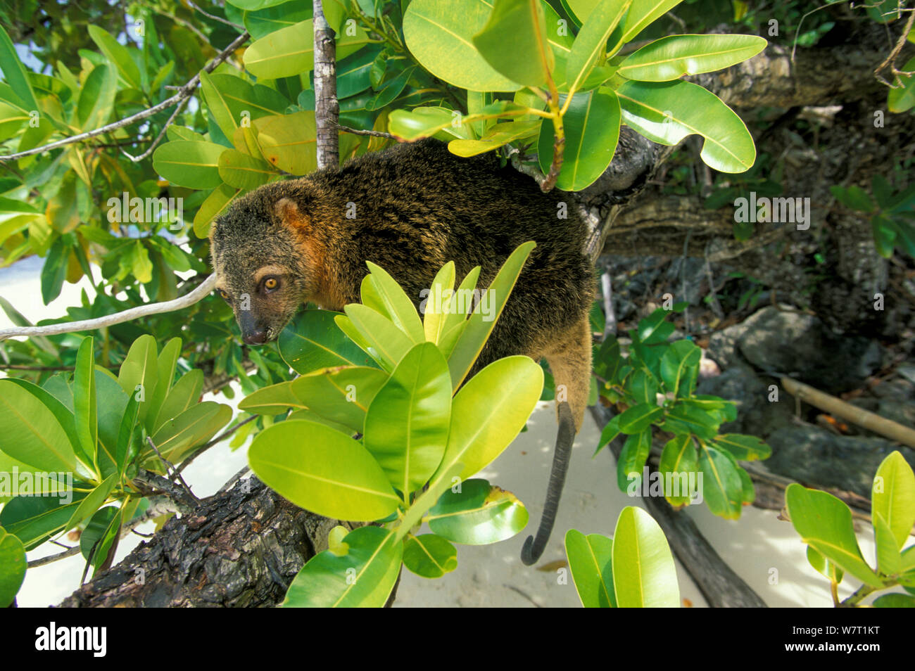 Sulawesi bear cuscus (Ailurops ursinus) Sulawesi, Indonesia. Vulnerable ...