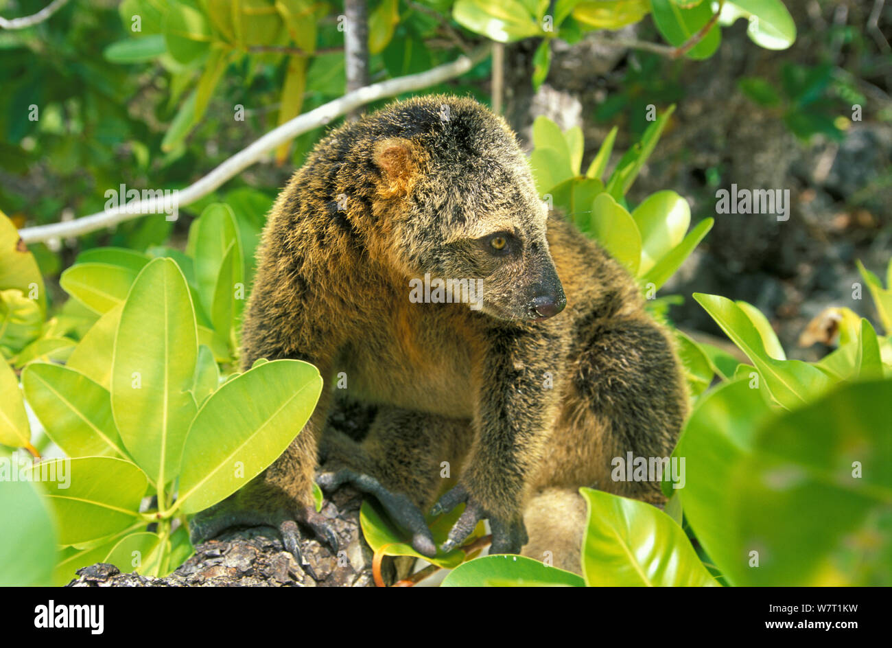 Sulawesi bear cuscus (Ailurops ursinus) Sulawesi, Indonesia. Vulnerable ...