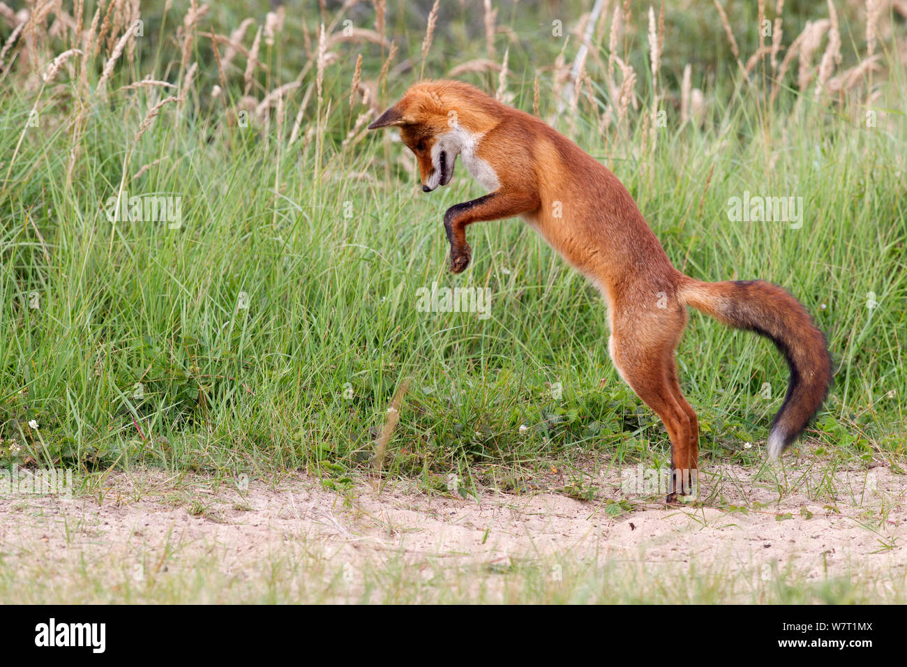 Pouncing Prey High Resolution Stock Photography and Images - Alamy