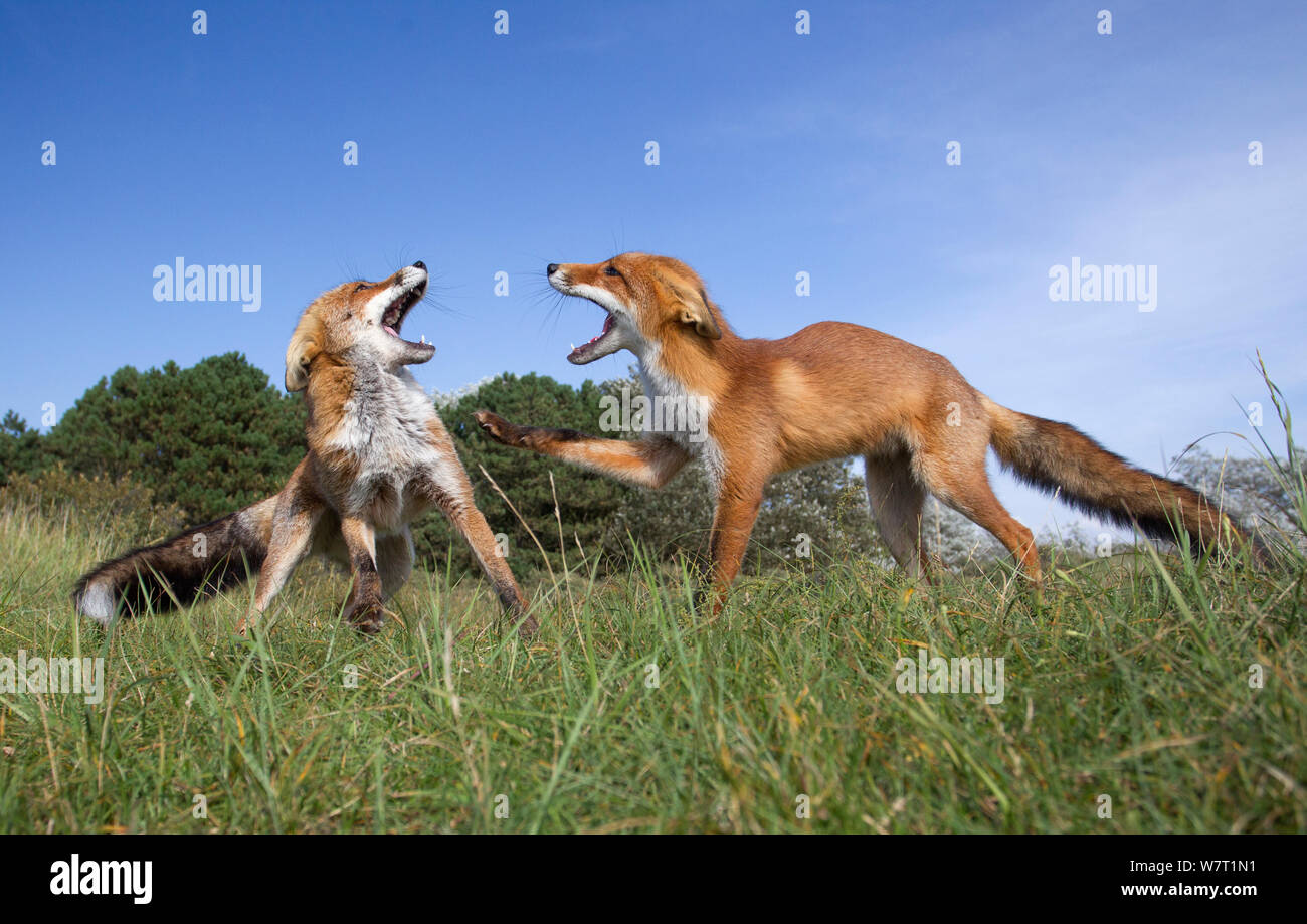 Two Red foxes (Vulpes vulpes) fighting, The Netherlands, August Stock ...
